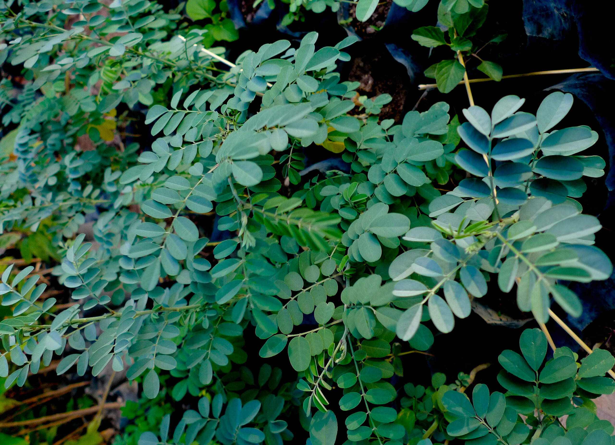 WESTAFRICAN INDIGO, food and medicinal plants - A WORLD OF BLUE