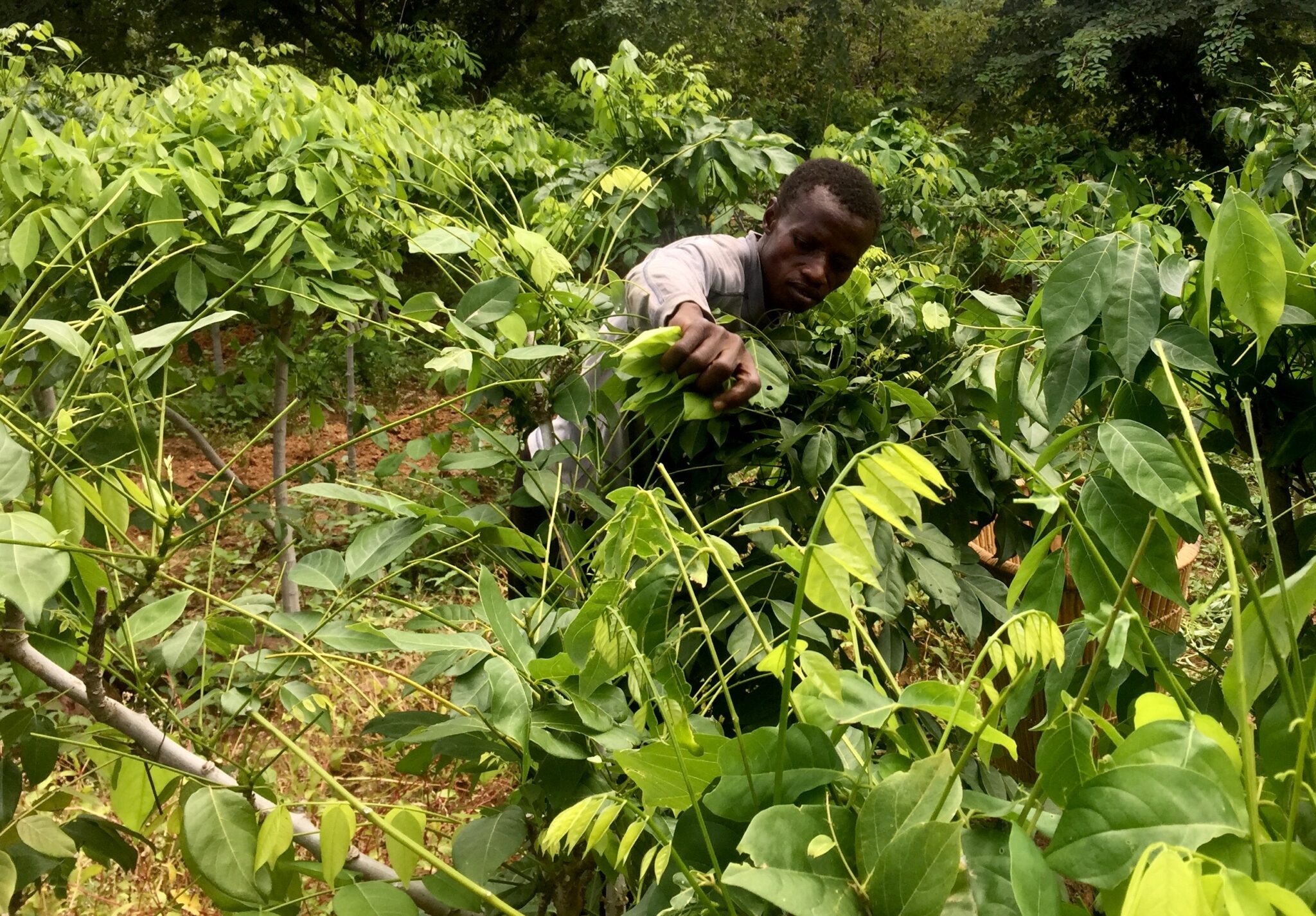 Harvesting Philenoptera cyanescens - Indigo Farm Siby/Mali - A WORLD OF ...